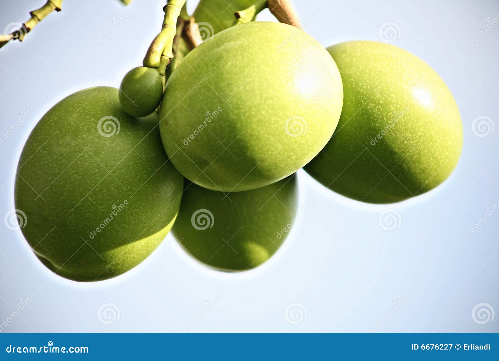 Groene Vruchten stock afbeelding. Image of tropisch, plaats - 6676227