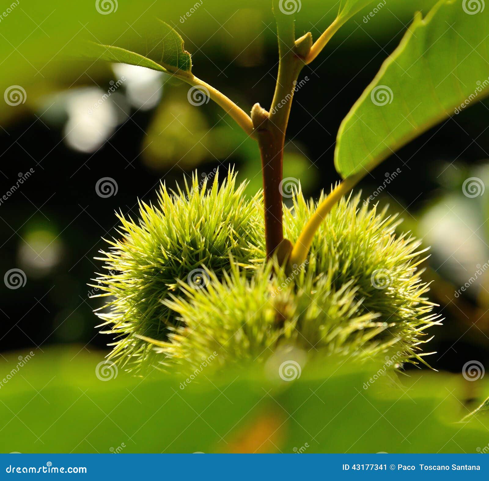 Groene Vruchten Met Stekels Van Kastanjeboom Stock Afbeelding - Image ...