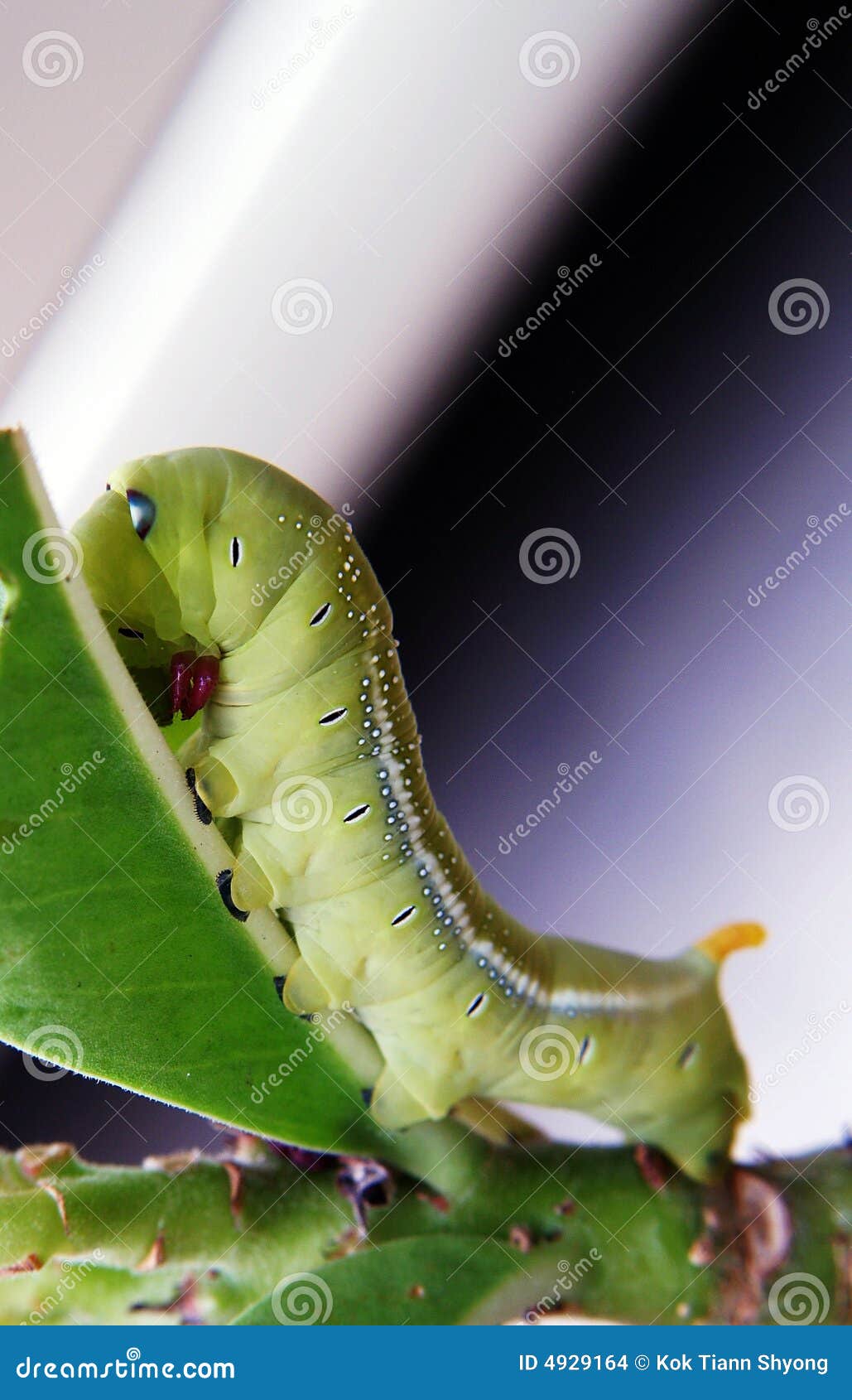 Groene Worm stock foto. Image of worm, groen, vlinder - 4929164