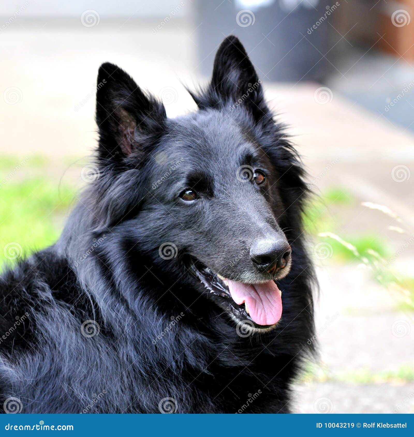 Groenendael stock image. Image of brown, loyalty, groenendal - 10043219