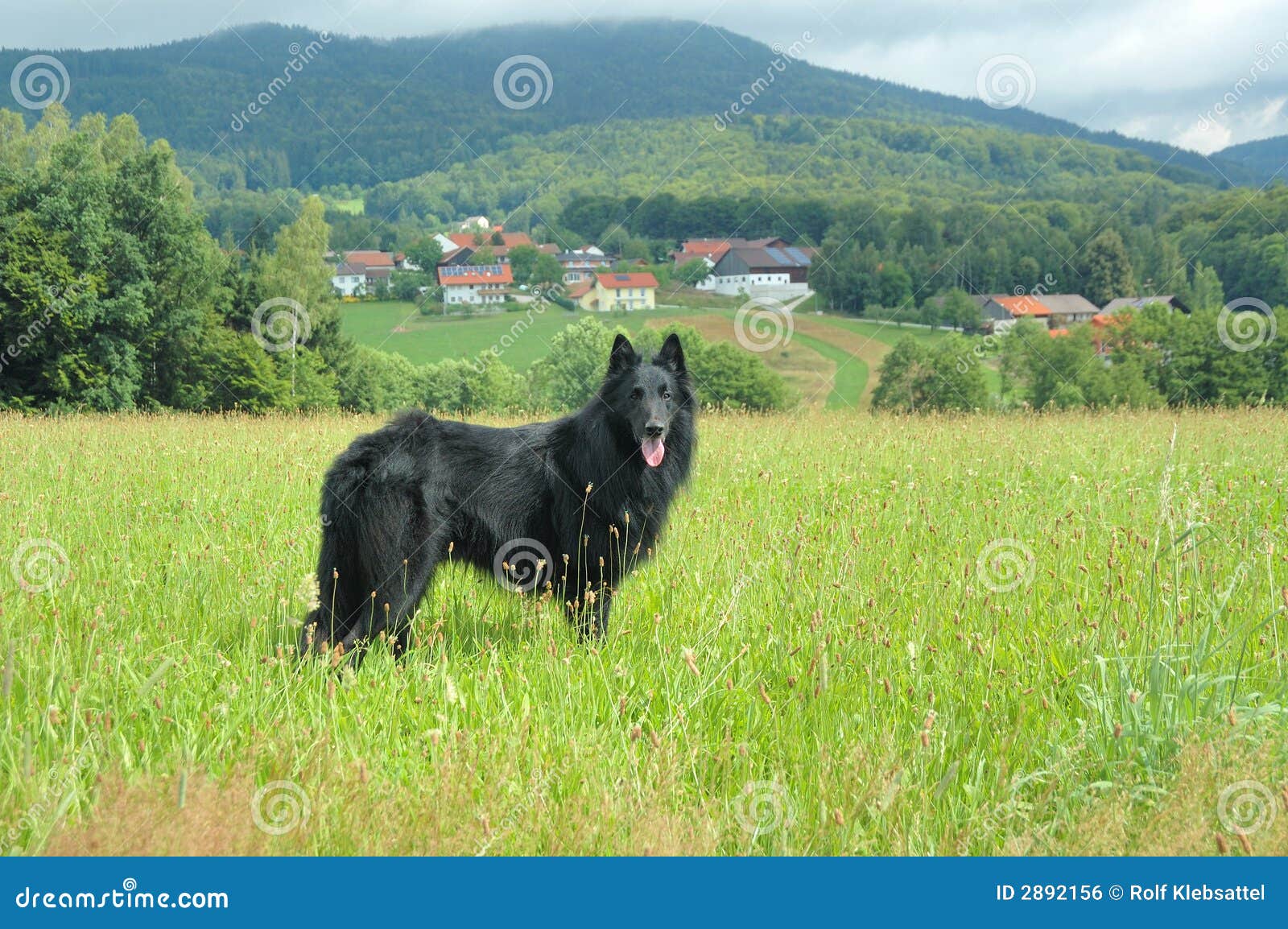 Groenendael stock photo. Image of portrait, pure, guard - 2892156