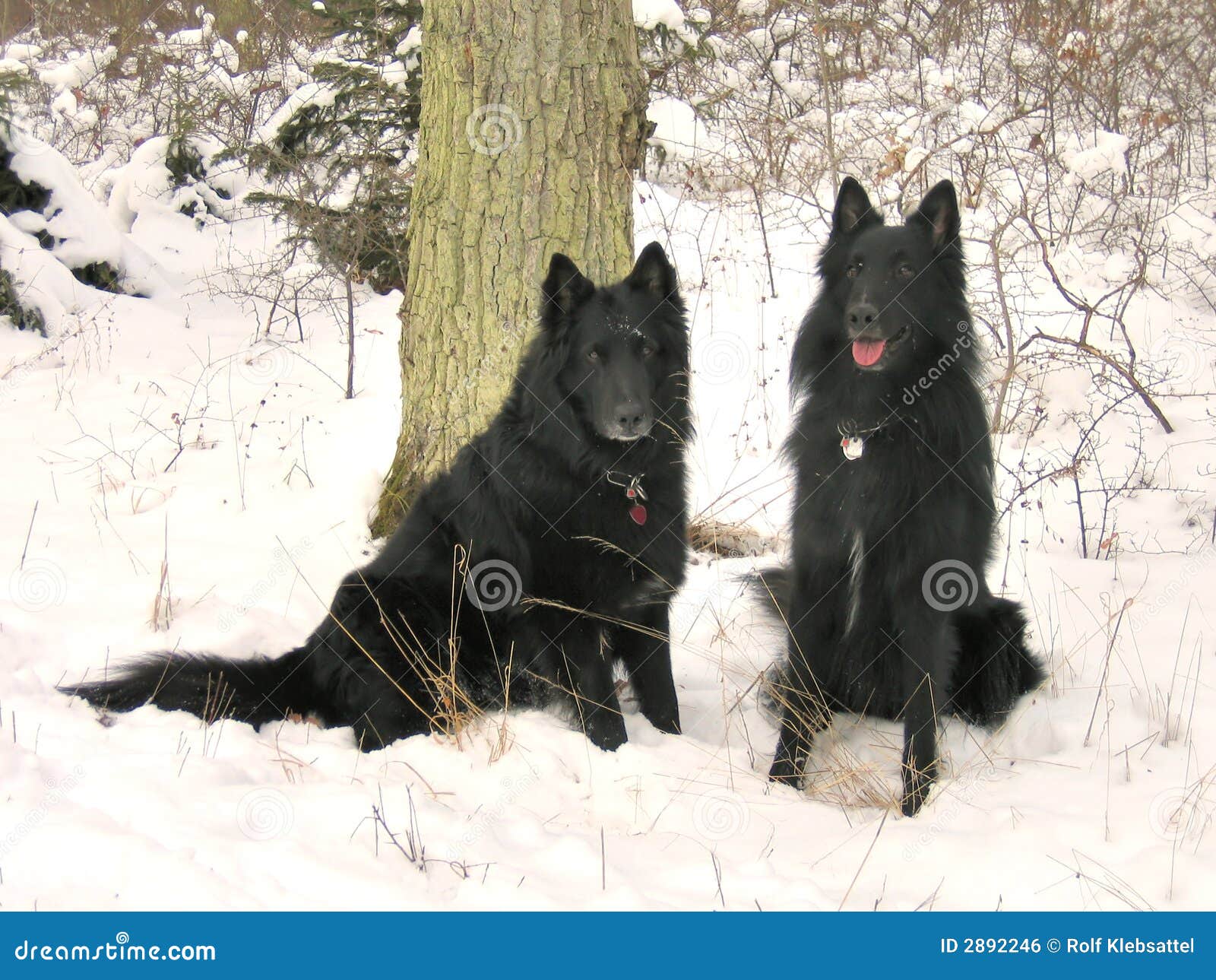 Groenendael stock photo. Image of watchdog, groenendael - 2892246