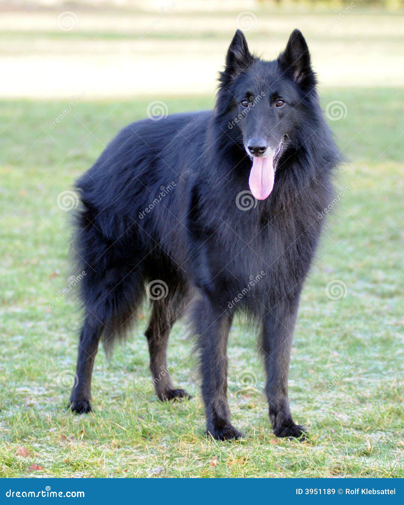 Groenendael stock image. Image of groenendal, domestic - 3951189