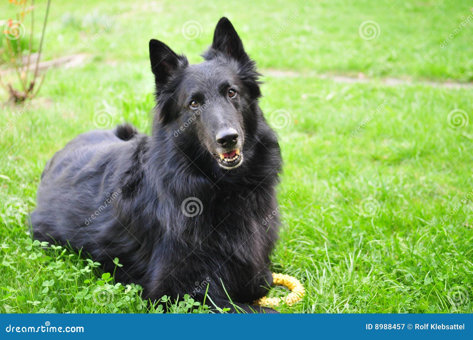 Groenendael stock image. Image of evil, danger, dangerous - 8988457