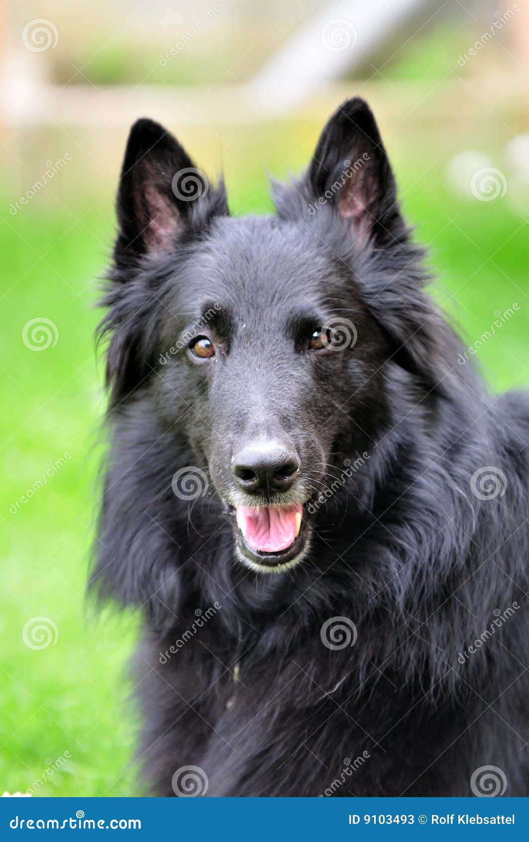 Groenendael 库存图片. 图片 包括有 纯血统, 哺乳动物, 毛皮, 卫兵, 投反对票, 手表, 纵向 - 9103493