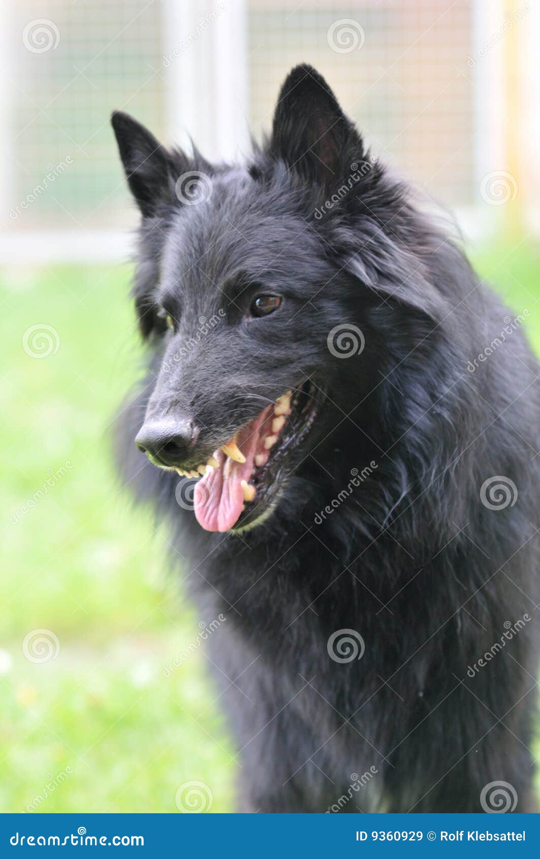 Groenendael stock image. Image of watchdog, outdoors, brown - 9360929