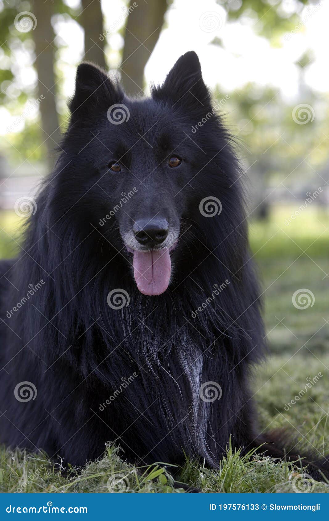 Groenendael Belgian Shepherd Dog Stock Image - Image of belgian, view ...