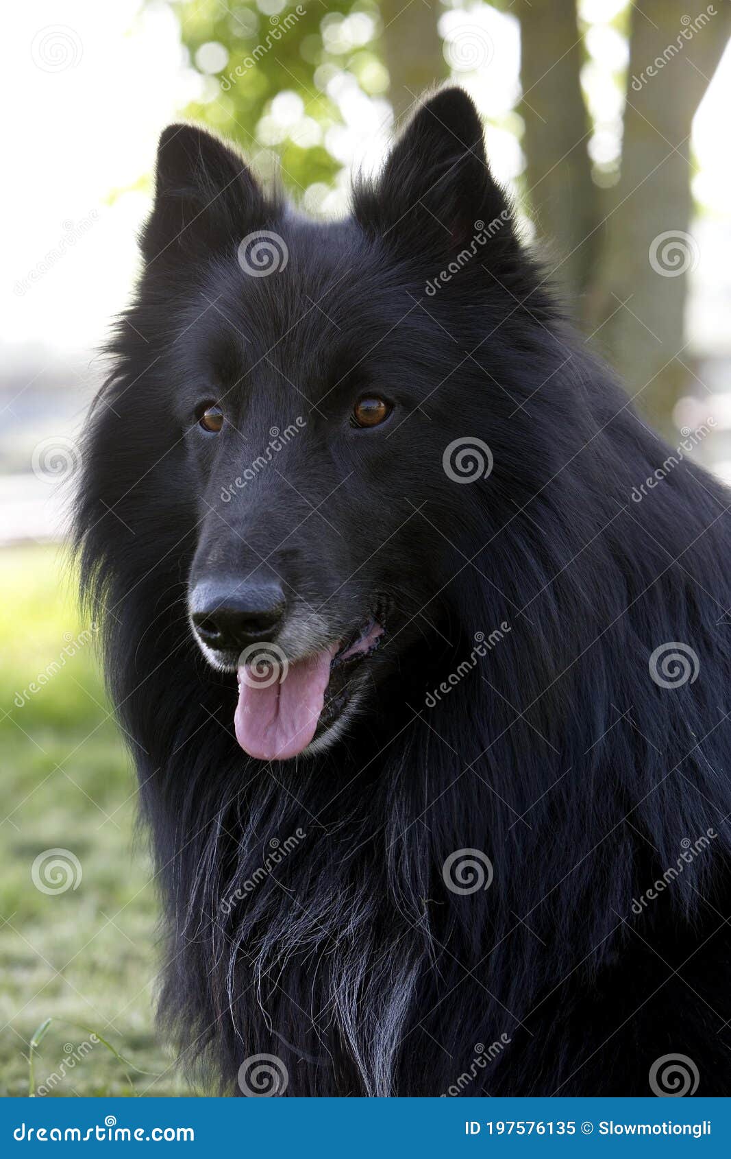 Groenendael Belgian Shepherd Dog Stock Image - Image of animal ...