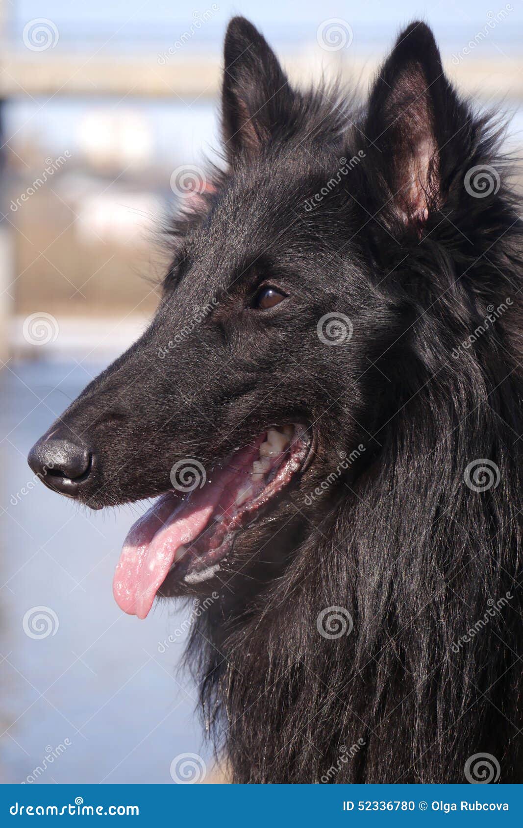 Groenendael Belgian Shepherd Stock Photo - Image of groenendael, black ...