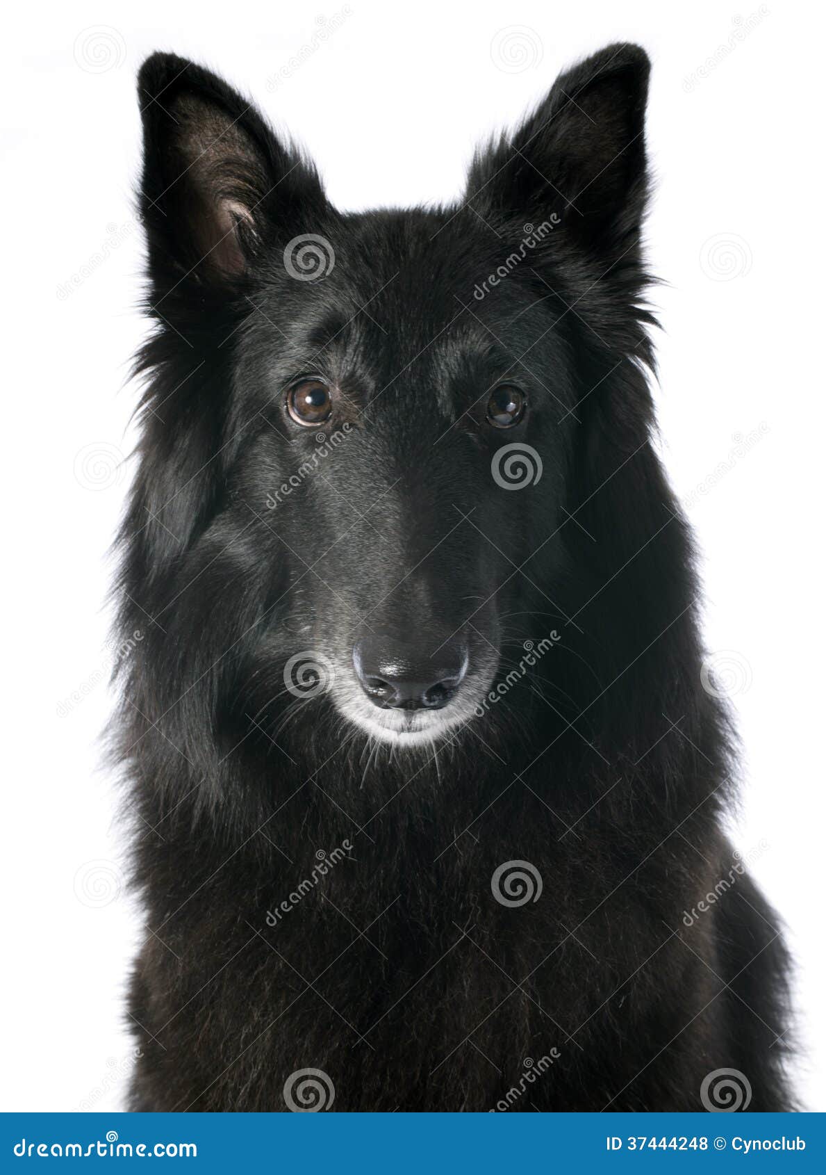 Groenendael stock photo. Image of head, studio, belgian - 37444248
