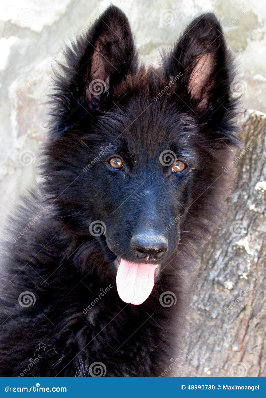 Groenendaeler stockfoto. Bild von schwarzes, welpe, schäferhund - 48990730