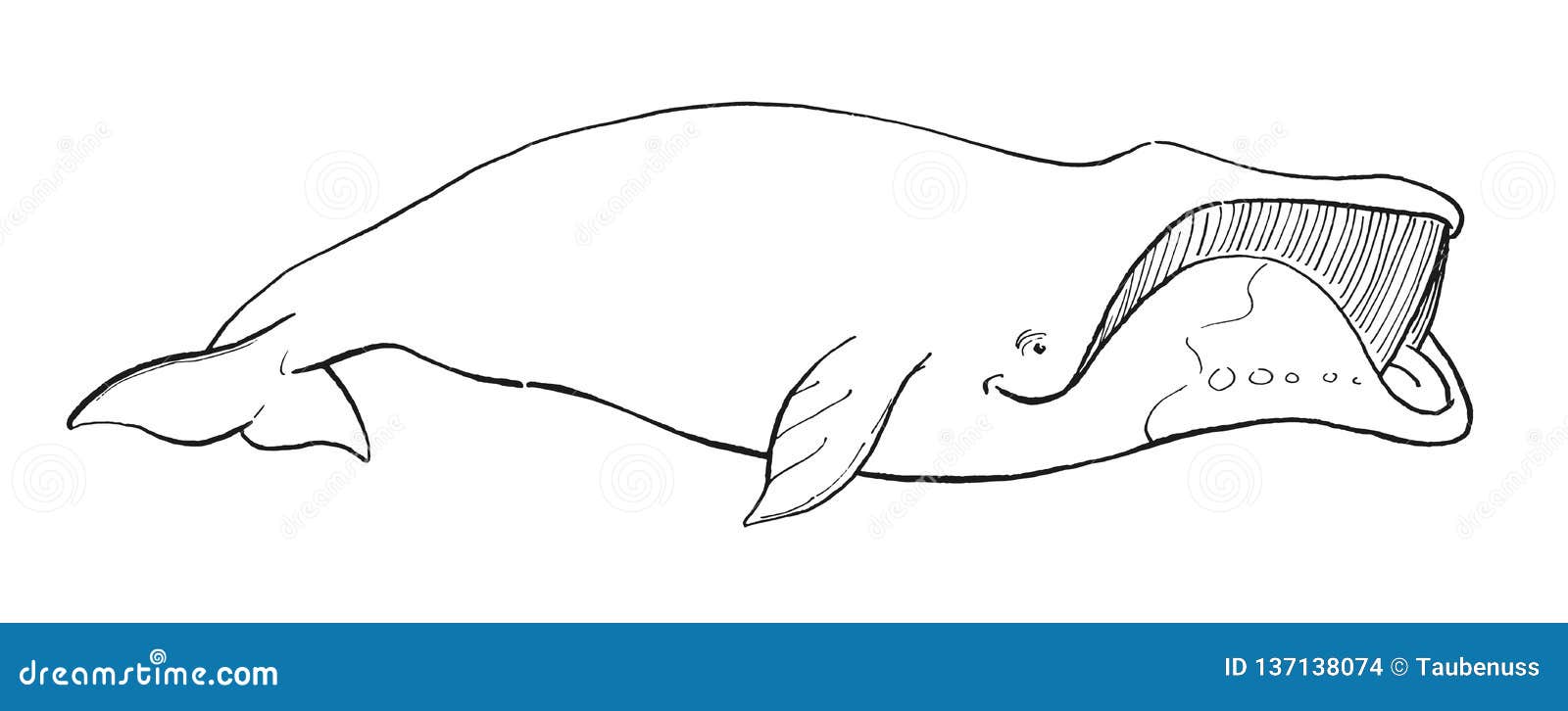 Hand-drawn Illustration Of A Bowhead Whale Balaena Mysticetus ...