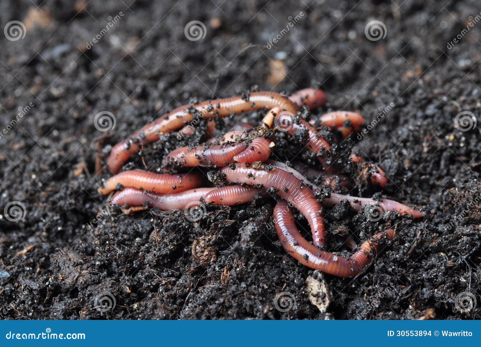 Groep aardwormen stock foto. Image of lokmiddel, grond - 30553894