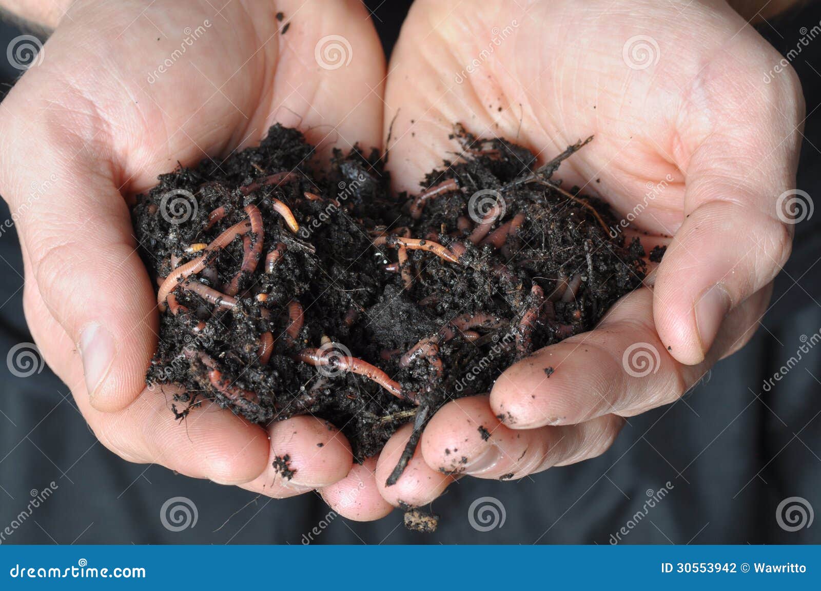 Groep aardwormen stock foto. Image of regenwormen, aarde - 30553942