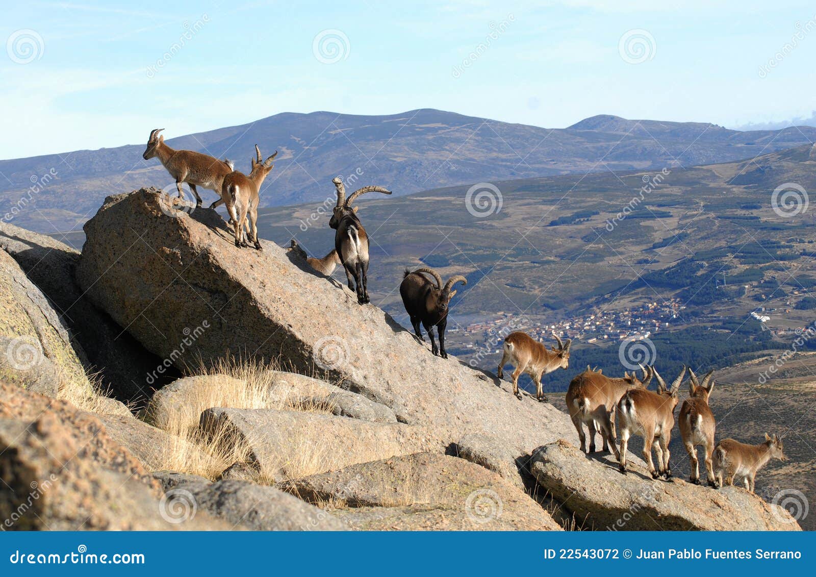 Groep Berggeiten in De Siërra Stock Foto - Image of dier, hoornen: 22543072