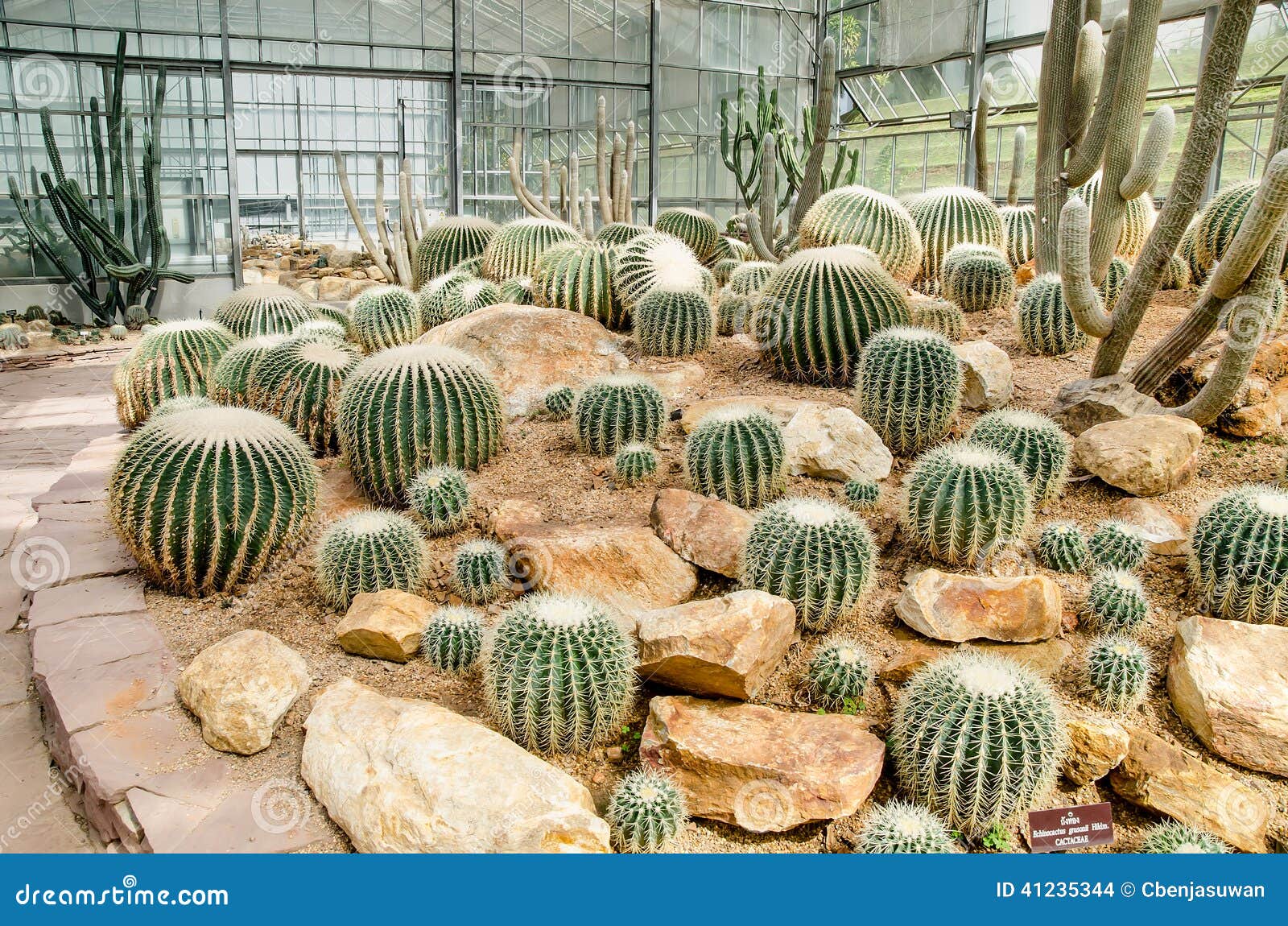 Groep cactus in groen huis stock foto. Image of patroon - 41235344