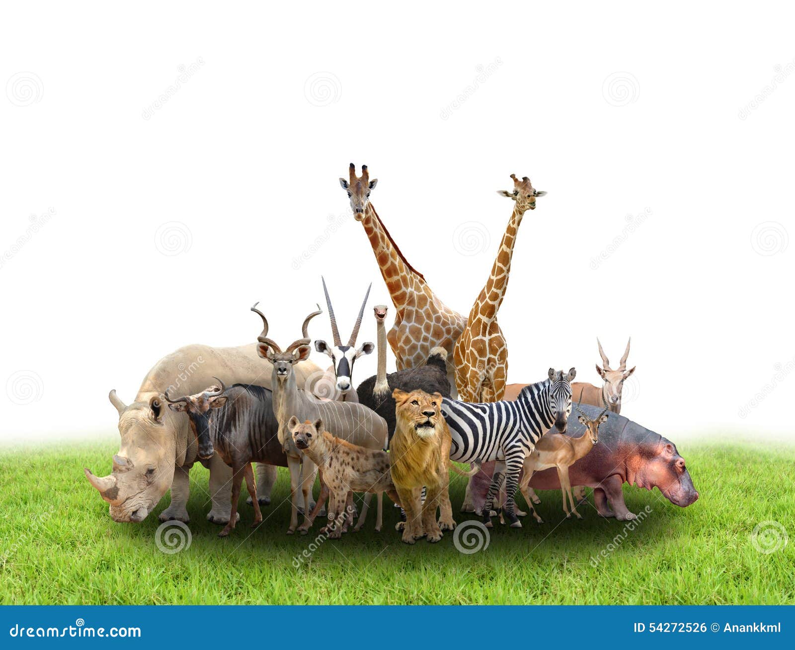 Groep de dieren van Afrika stock foto. Image of nijlpaard - 54272526
