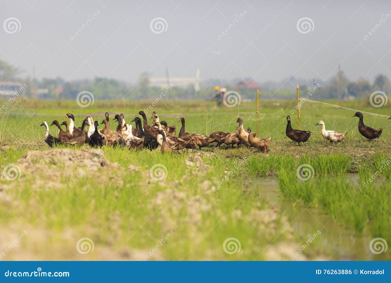 Groep Die Eend Op De Aarden Dijk Loopt Stock Foto - Image of gelukkig ...
