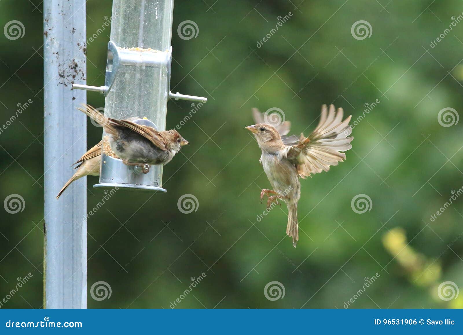 Groep Die Mussen Van Tuinvoeder Eten Stock Foto - Image of spinnen ...