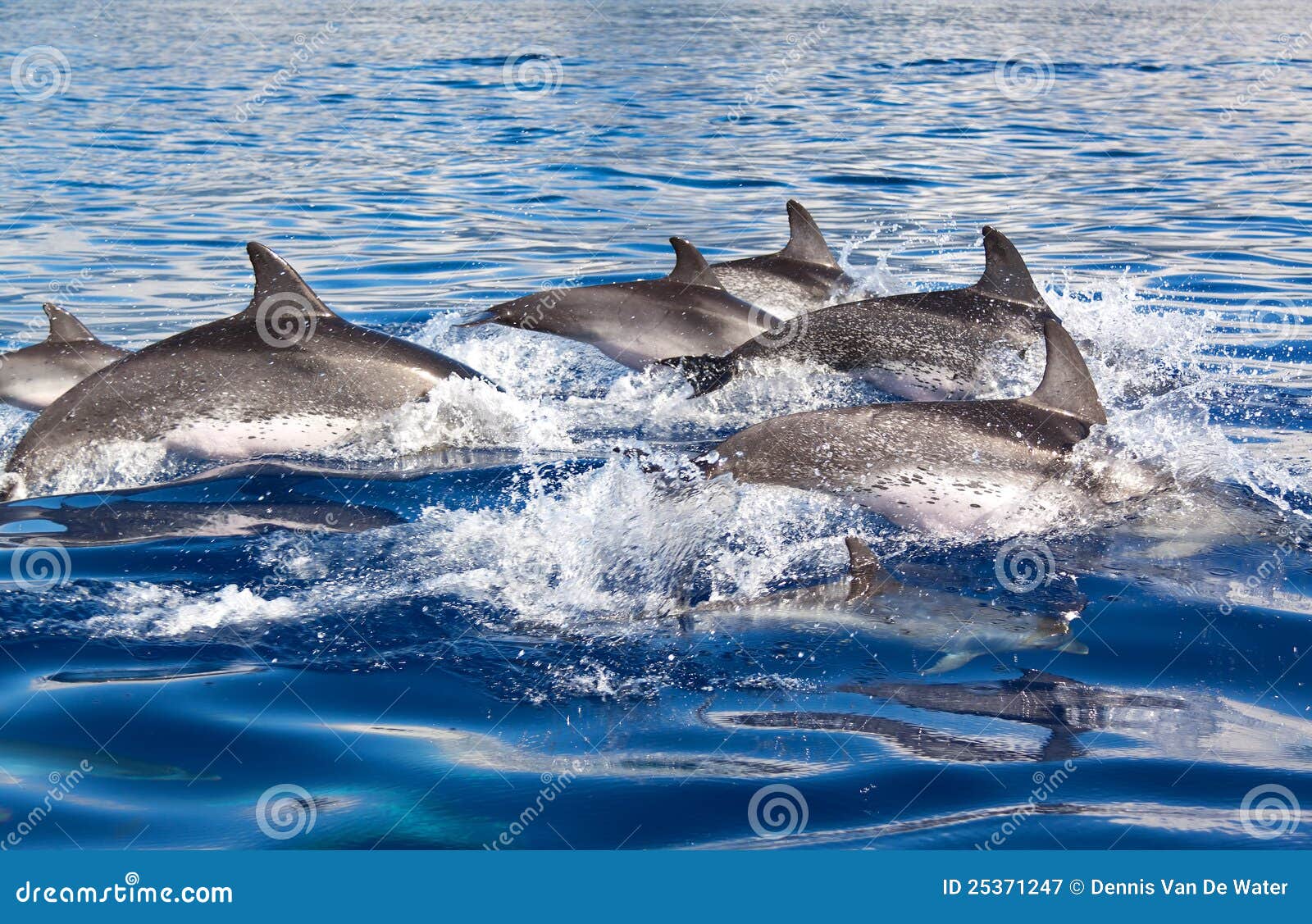 Groep Dolfijnen stock afbeelding. Image of zoogdier, sprong - 25371247