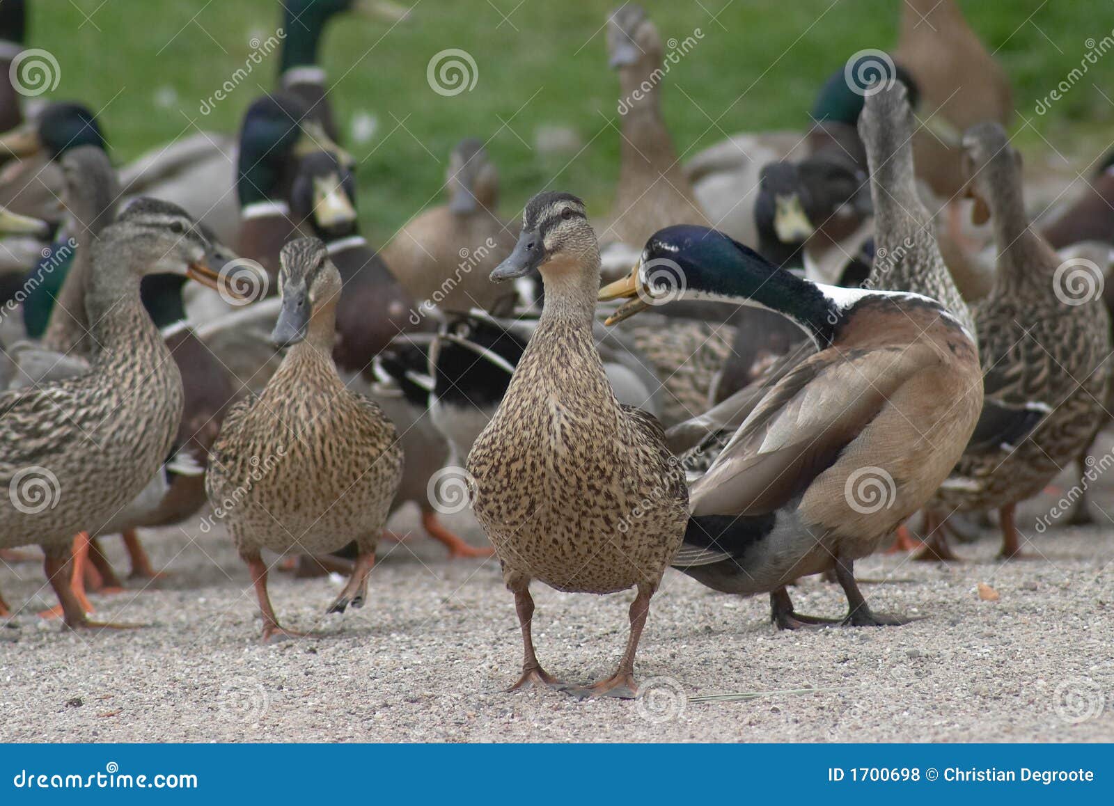 Groep eenden stock foto. Image of zwevend, eenden, park - 1700698