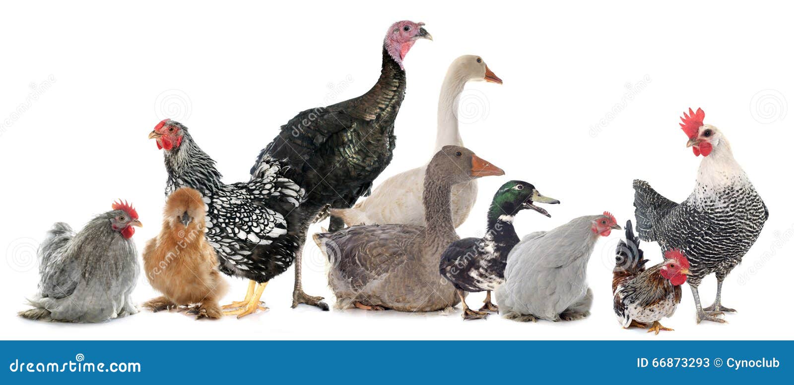Groep gevogelte stock afbeelding. Image of landbouwbedrijf - 66873293