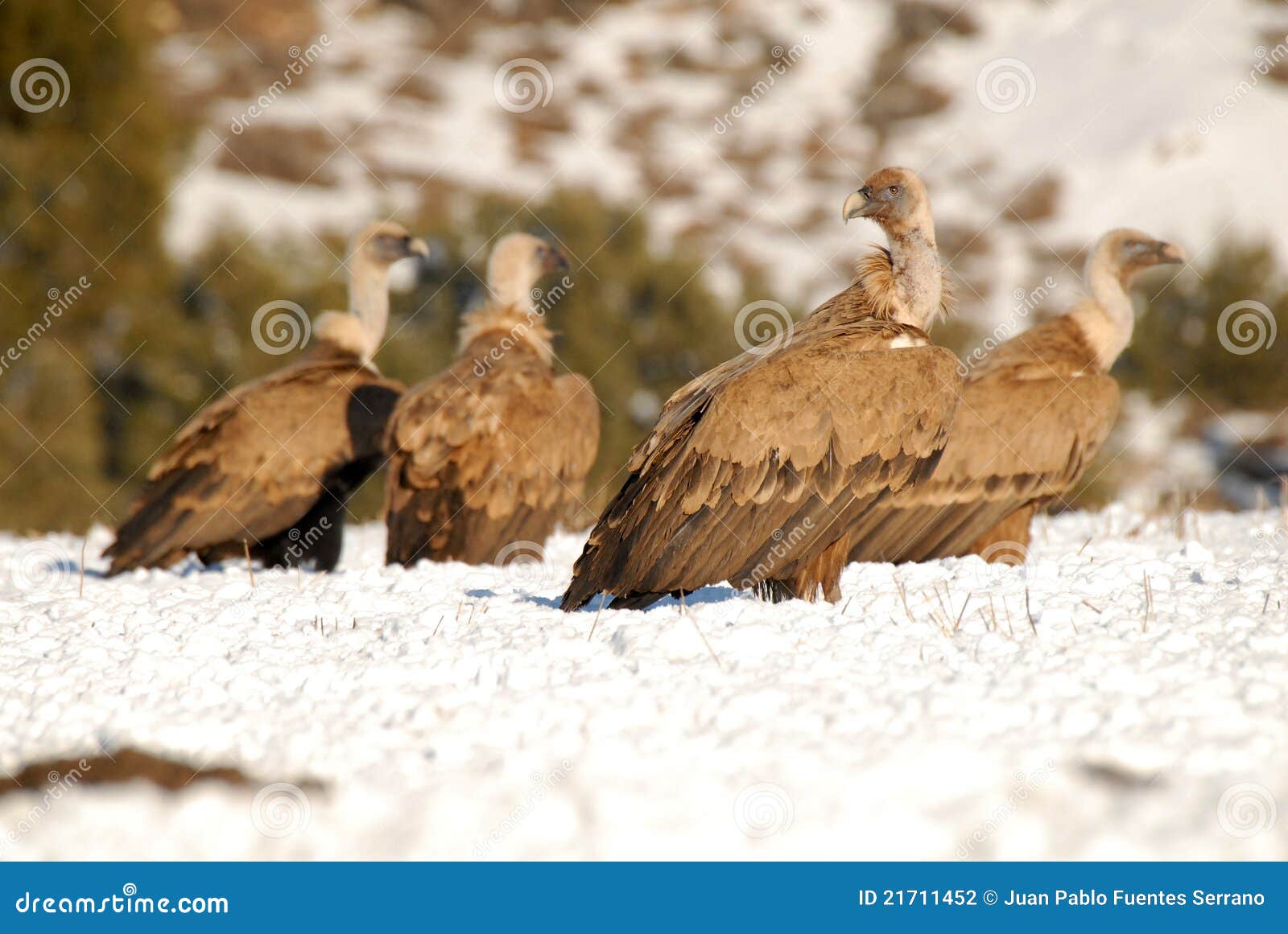 Groep gieren stock foto. Image of vogel, dieren, vleugel - 21711452