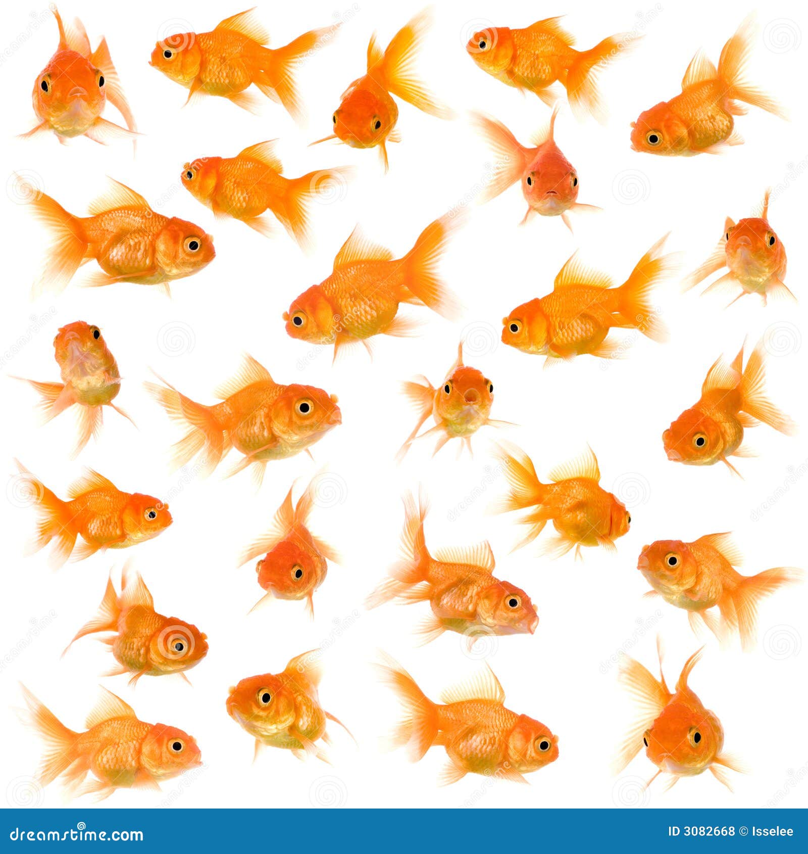 Groep goudvissen stock foto. Image of water, groep, uitziend - 3082668