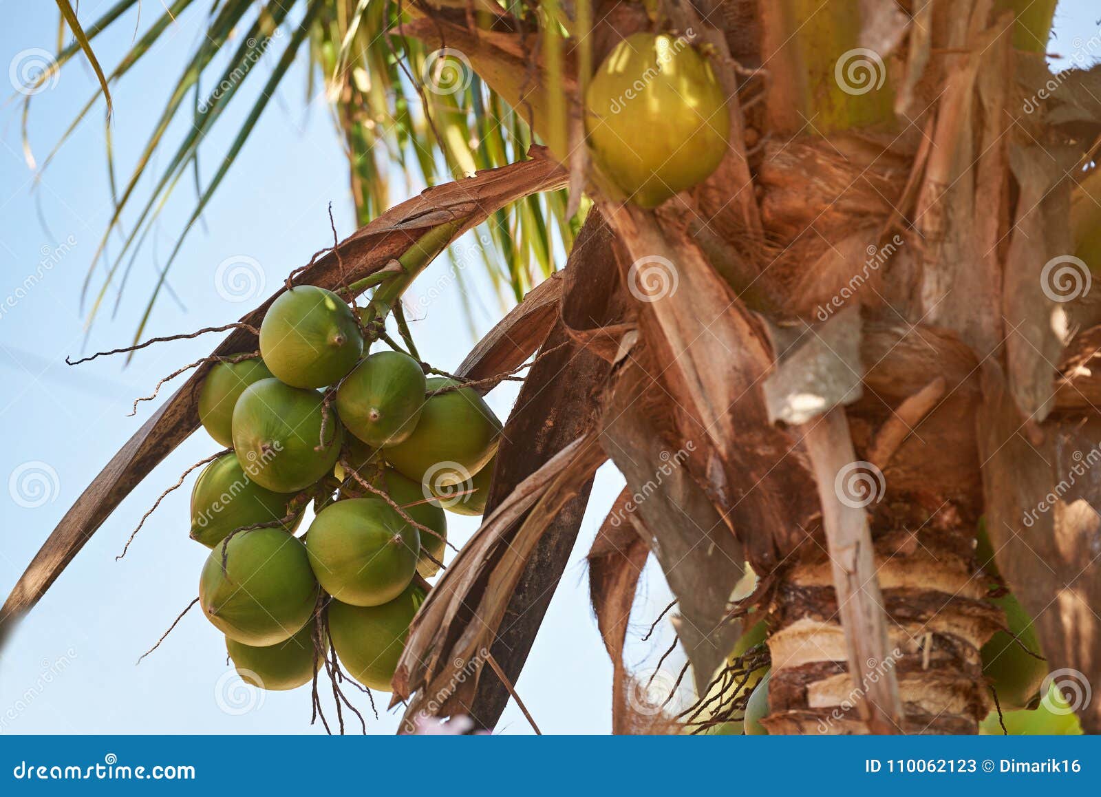 Groep groene kokosnoot stock afbeelding. Image of plantkunde - 110062123