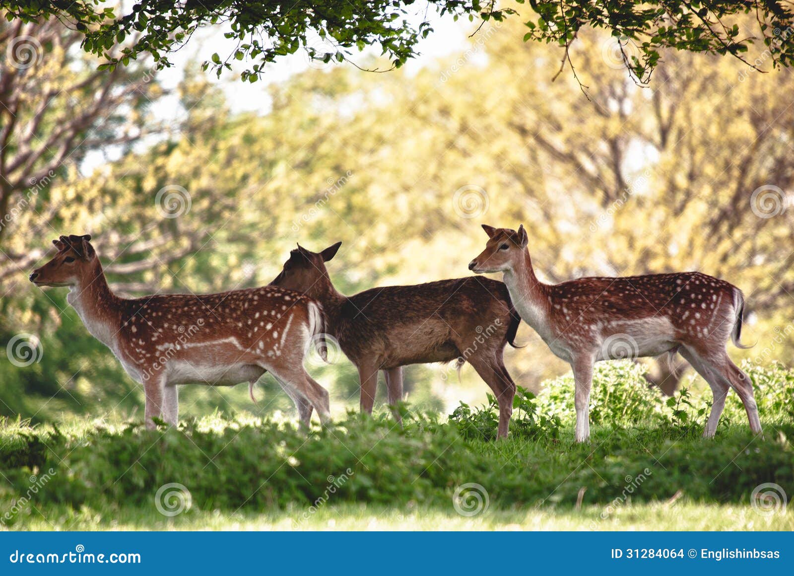 Groep Herten stock foto. Image of schoonheid, najaar - 31284064