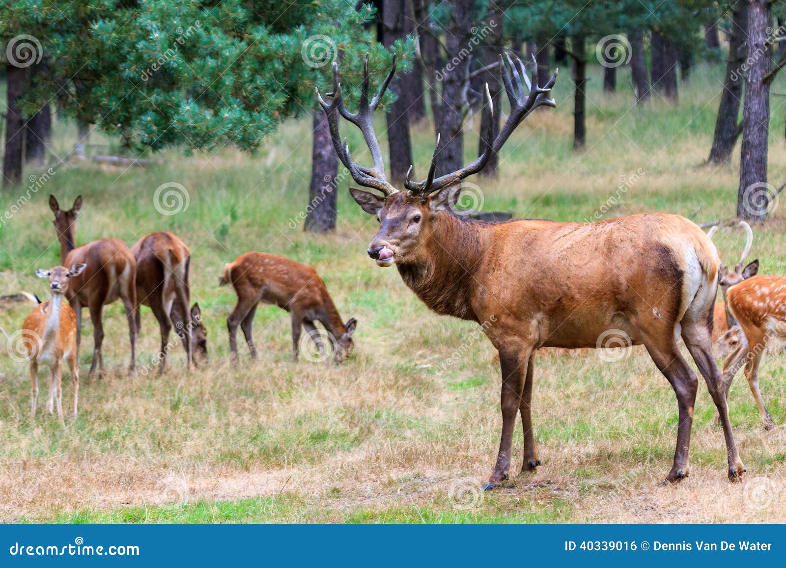 Groep herten stock foto. Image of rood, groot, hout, paar - 40339016