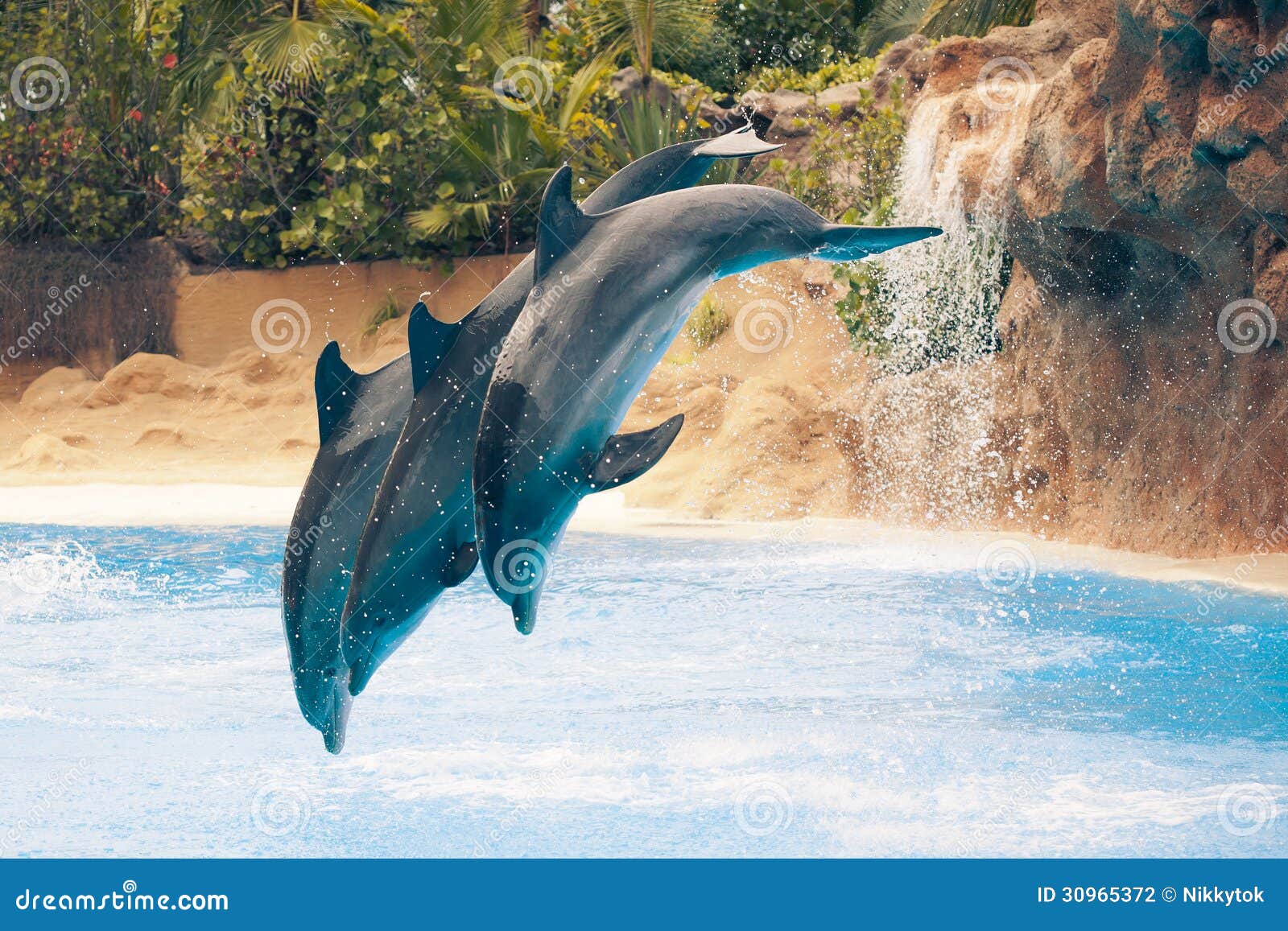 Groep Het Springen Dolfijnen Stock Foto - Image of leven, uitvoeren ...