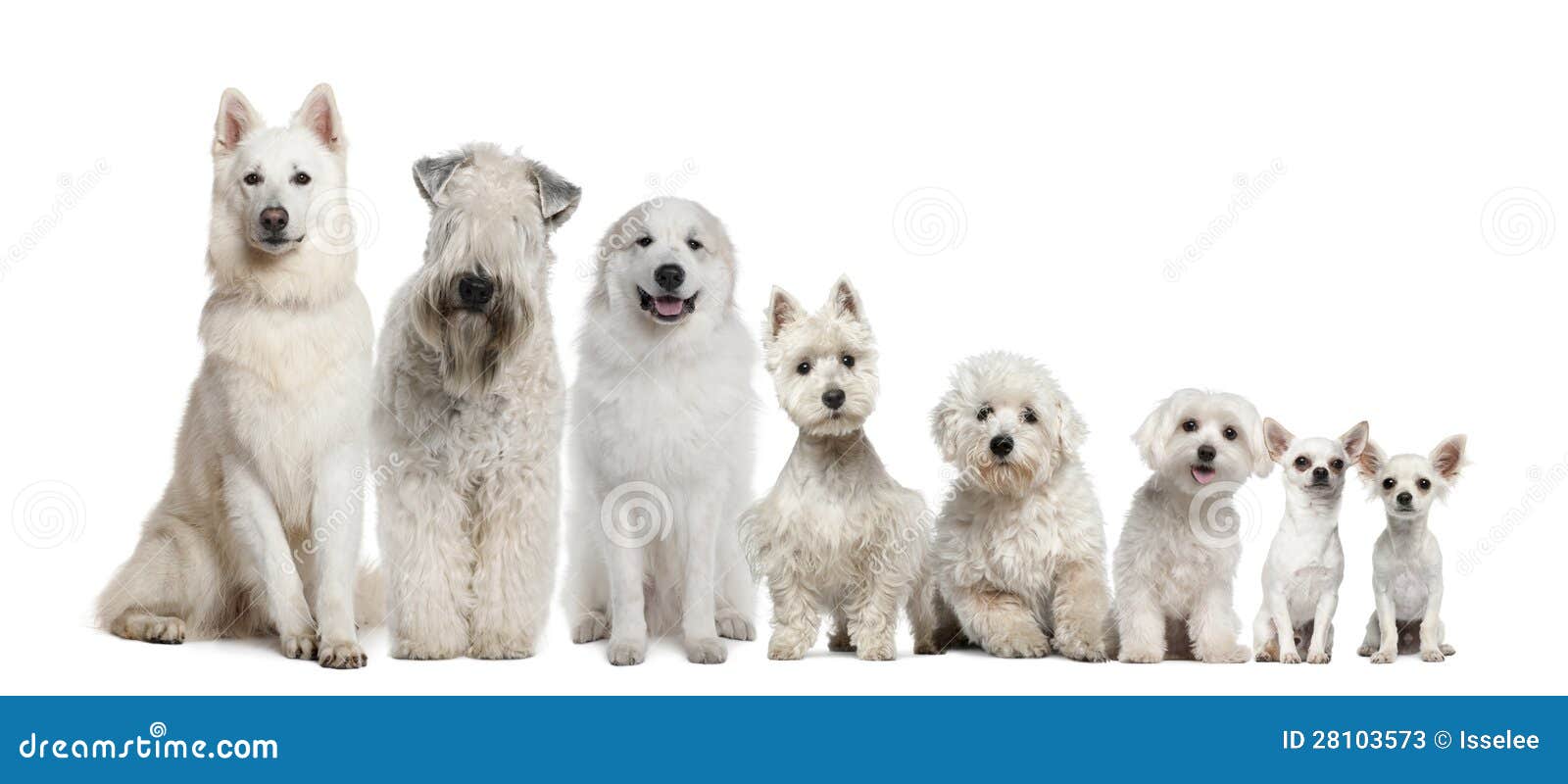 Groep Het Witte Honden Zitten Stock Afbeelding - Image of voorzijde ...