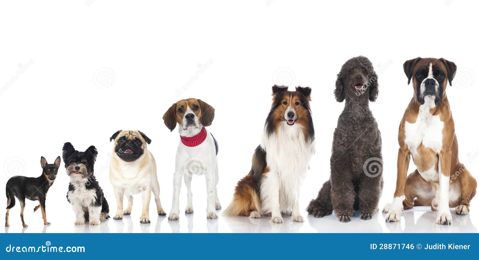 Groep honden stock foto. Image of yorkshire, duits, hond - 28871746