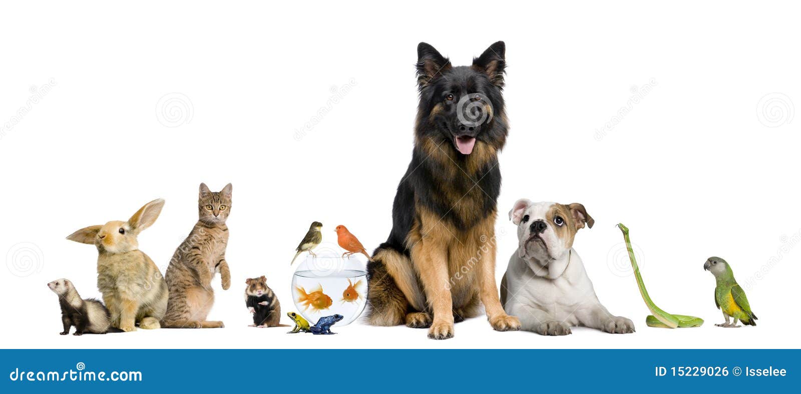 Groep huisdieren samen stock foto. Image of schepsel - 15229026