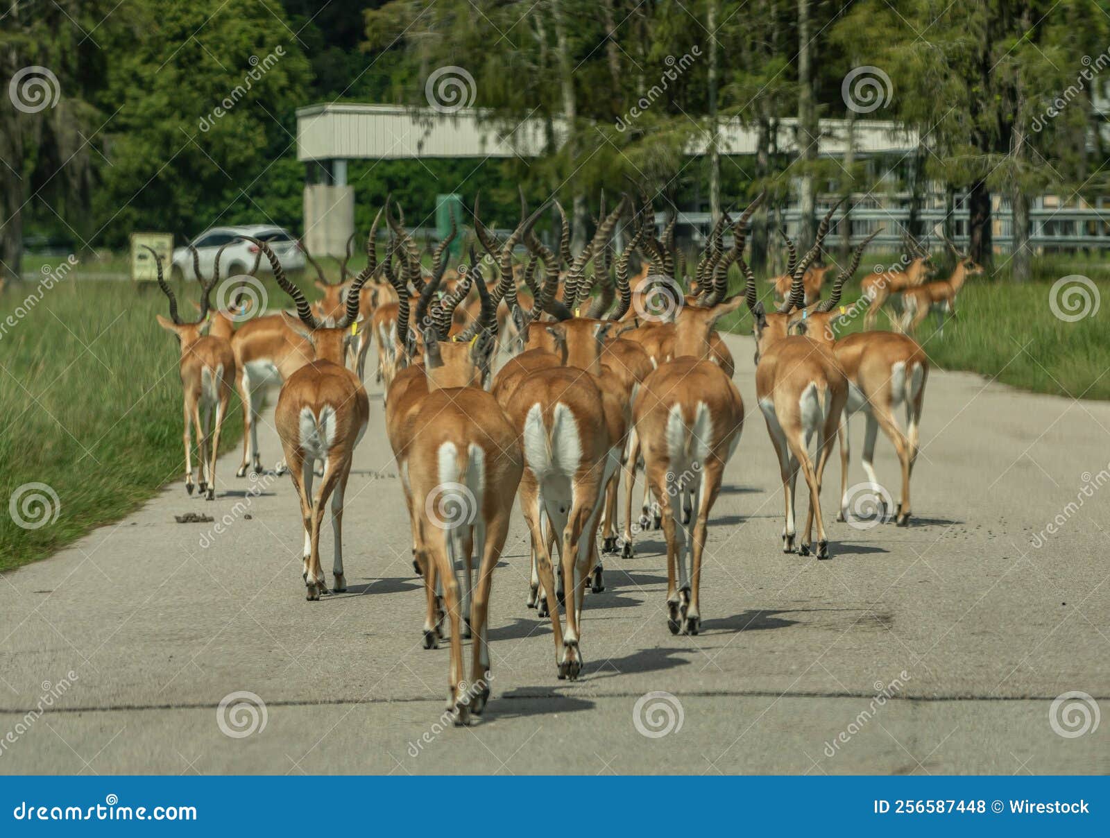 Groep Impala ' S Die Langs De Weg Lopen. Stock Foto - Image of dieren ...