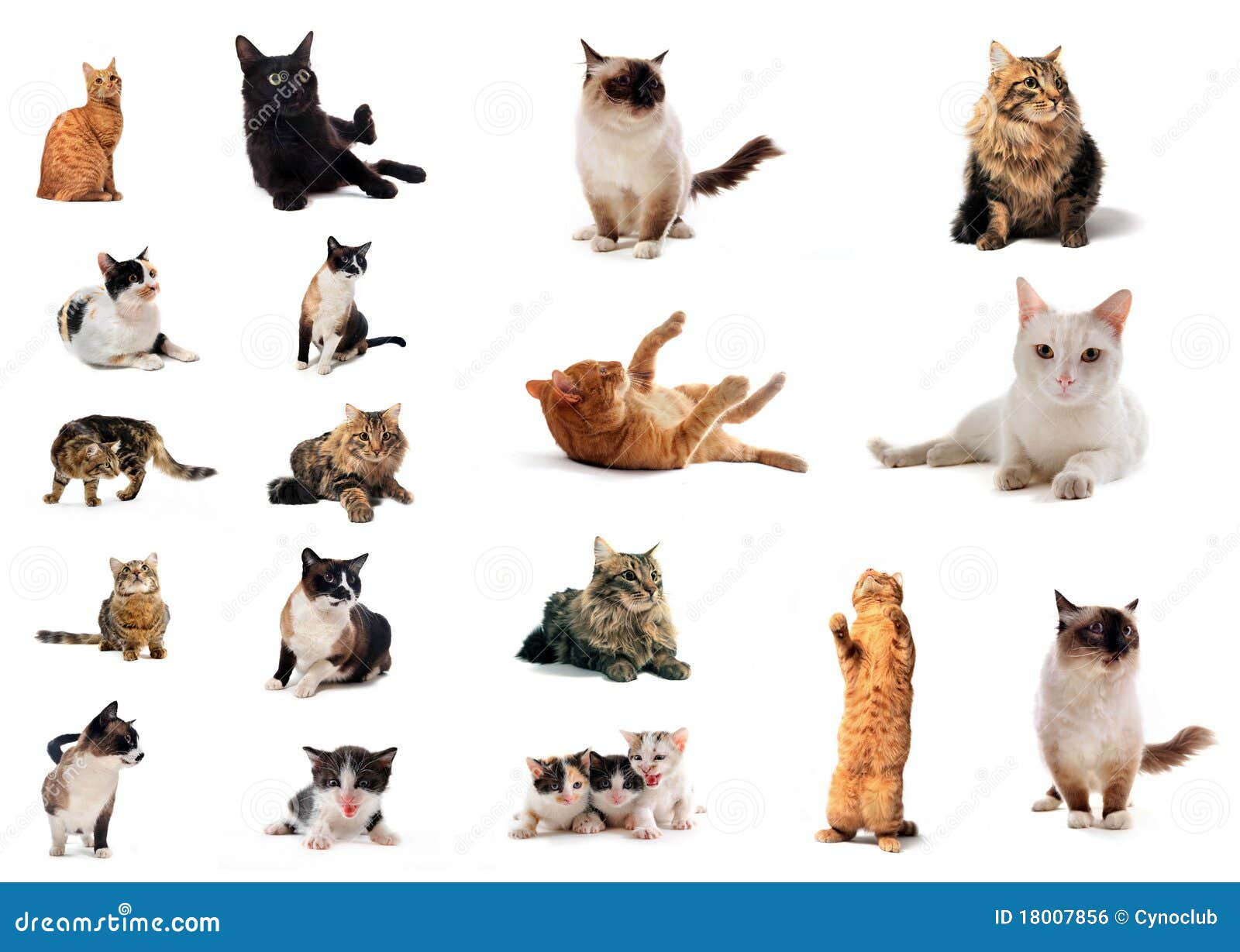 Groep katten stock foto. Image of zwart, siamees, bruin - 18007856