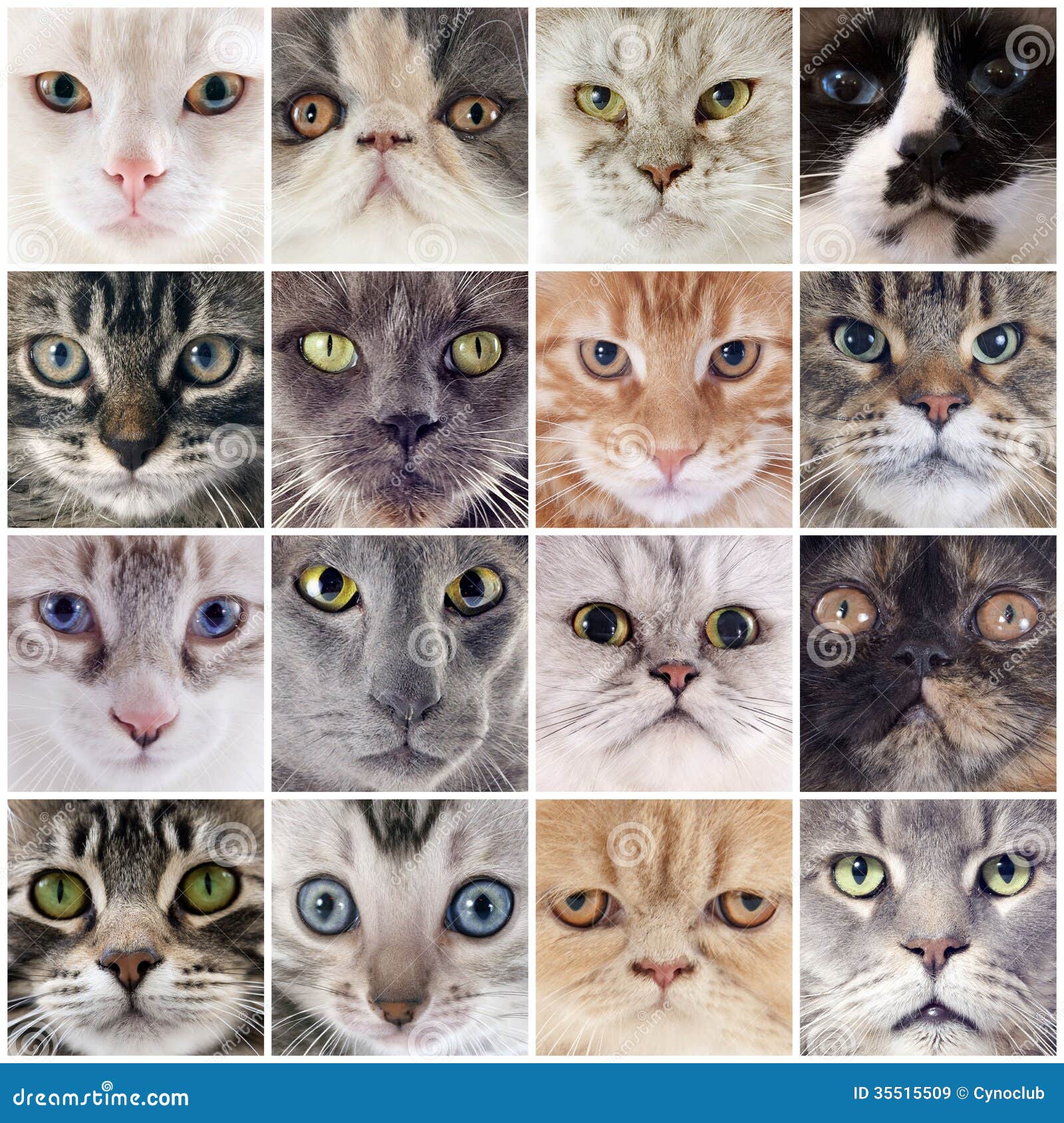 Groep katten stock afbeelding. Image of montage, beeld - 35515509