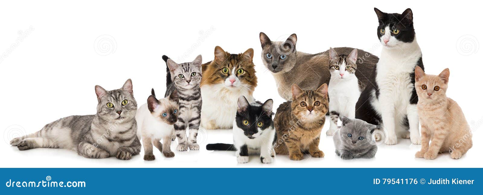 Groep katten stock foto. Image of achtergrond, leuk, velen - 79541176