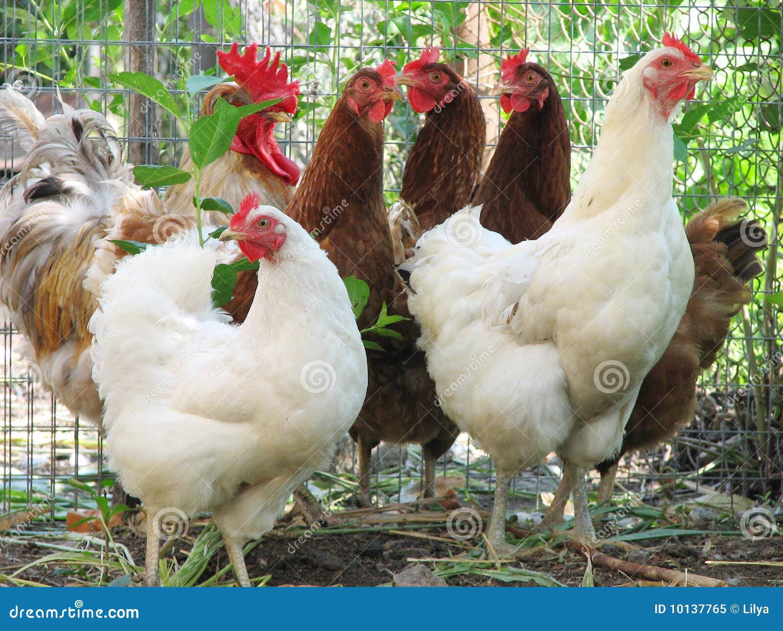 Groep kippen met haan stock afbeelding. Image of dieren - 10137765