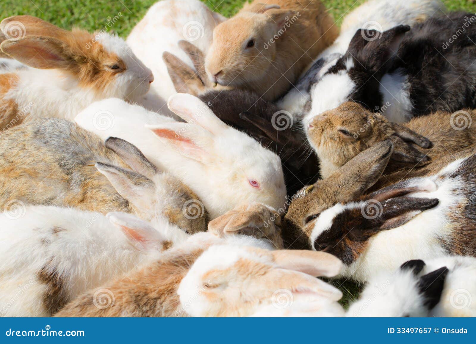 Groep konijnen stock afbeelding. Image of groen, landbouwbedrijf - 33497657