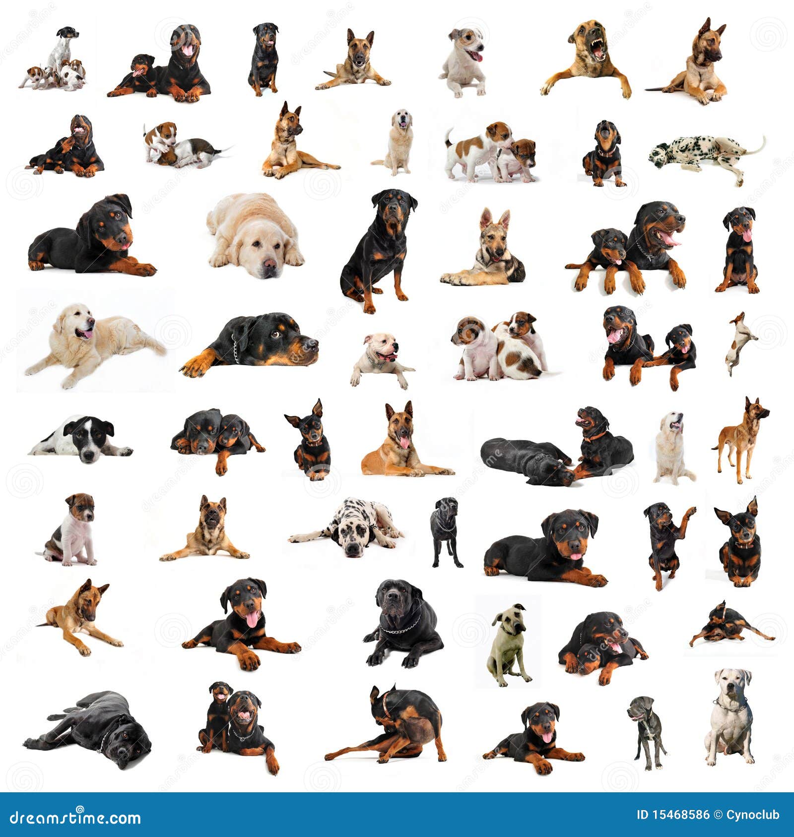 Groep rashonden stock foto. Image of miniatuur, bulhond - 15468586