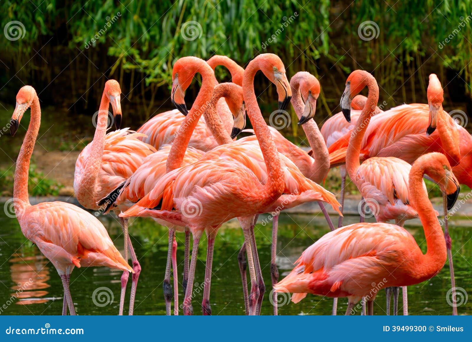 Groep rode flamingo's stock foto. Image of mooi, sinaasappel - 39499300