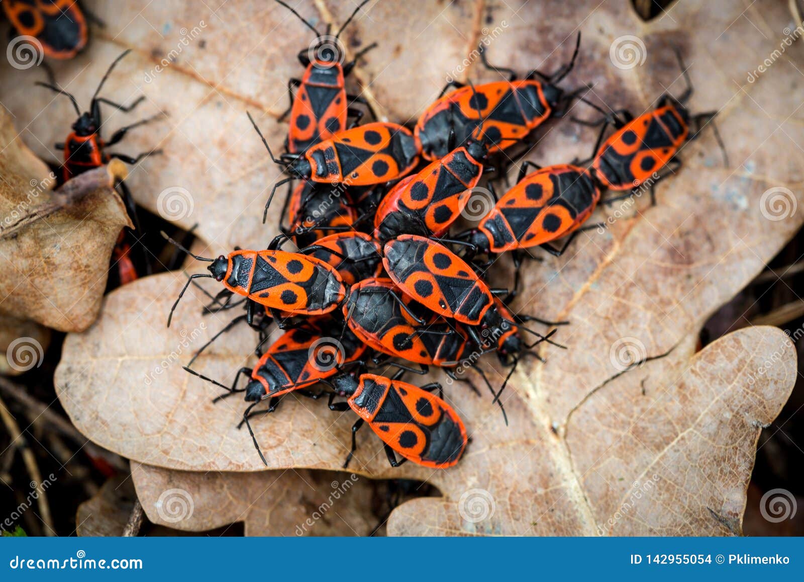 Groep rode houten insecten stock foto. Image of kevers - 142955054
