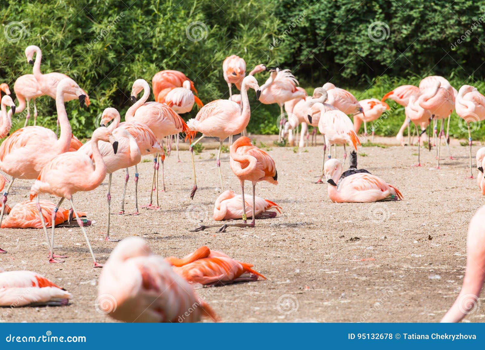 Groep Roze flamingo's stock foto. Image of gedrag, flamingo - 95132678