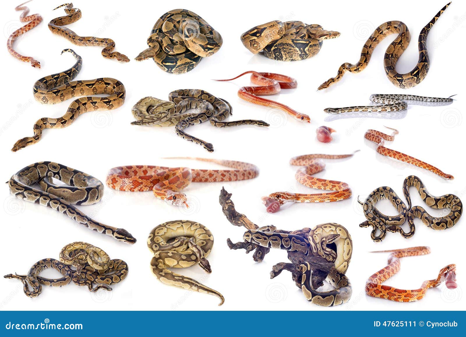 Groep slangen stock afbeelding. Image of studio, reptiel - 47625111