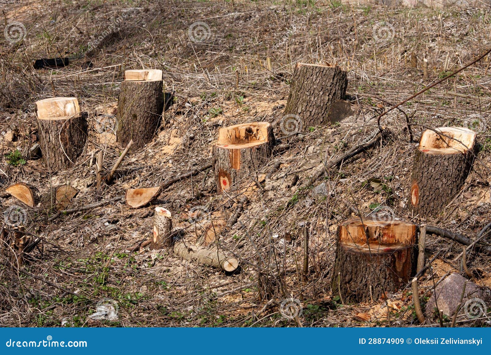 Groep stompen stock afbeelding. Image of buiten, boomstam - 28874909
