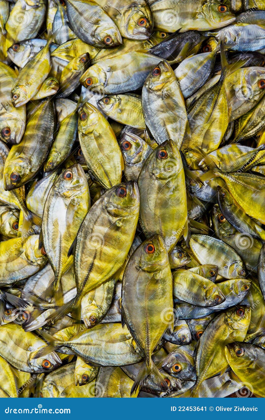 Groep Tropische Eetbare Vissen Stock Afbeelding - Image of ...