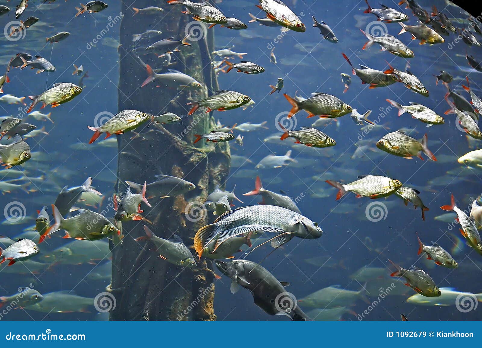 Groep Vissen stock afbeelding. Image of voedsel, zout - 1092679