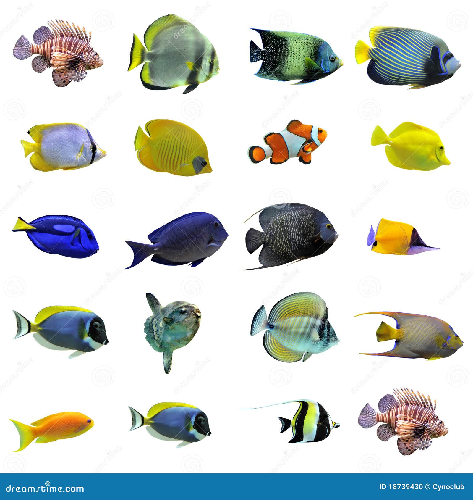 Groep vissen stock foto. Image of water, achtergrond - 18739430